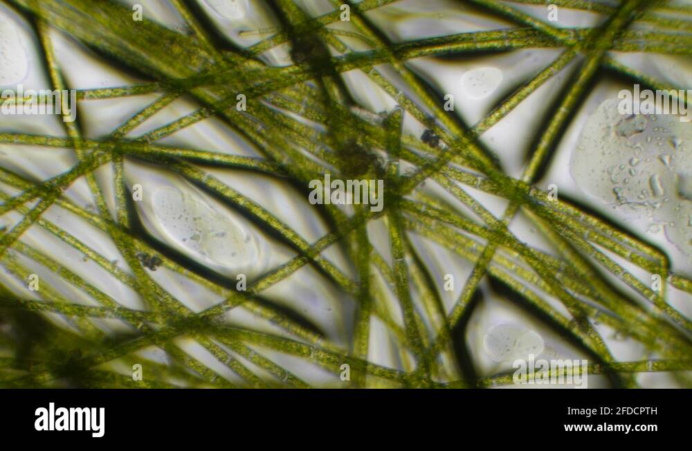 Chloroplast under a microscope. Cell division. Cell structure. Cell ...
