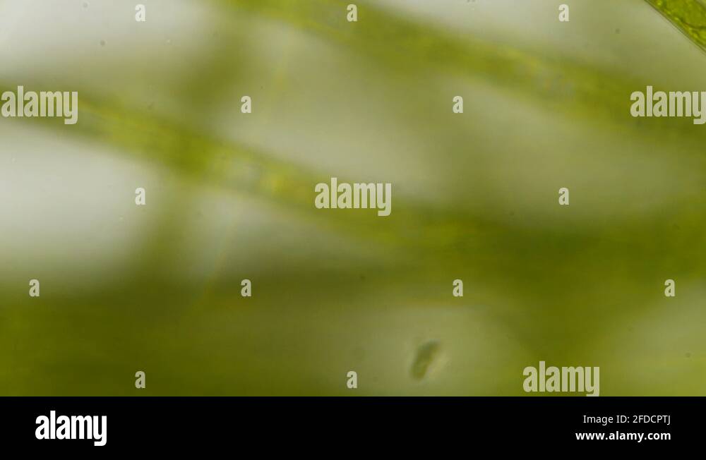 Chloroplast under a microscope. Cell division. Cell structure. Cell ...