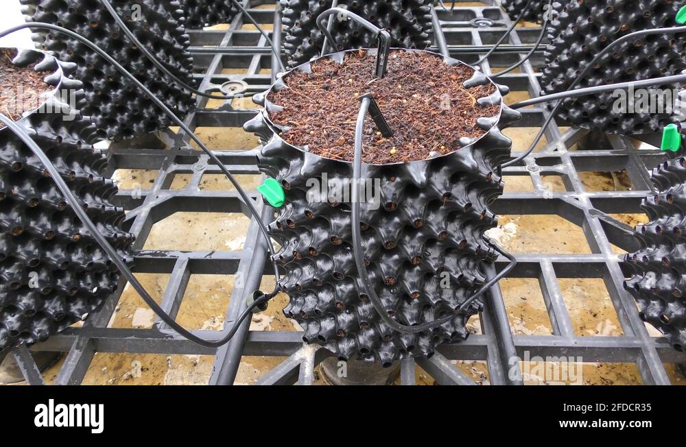 Pots in nursery Stock Videos & Footage - HD and 4K Video Clips - Alamy