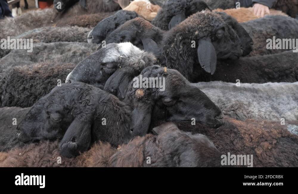 Bound together Stock Videos & Footage - HD and 4K Video Clips - Alamy