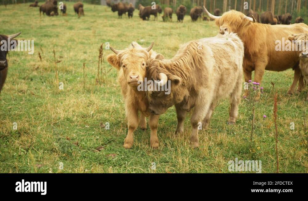 Highland cow and calf together Stock Videos & Footage - HD and 4K Video ...