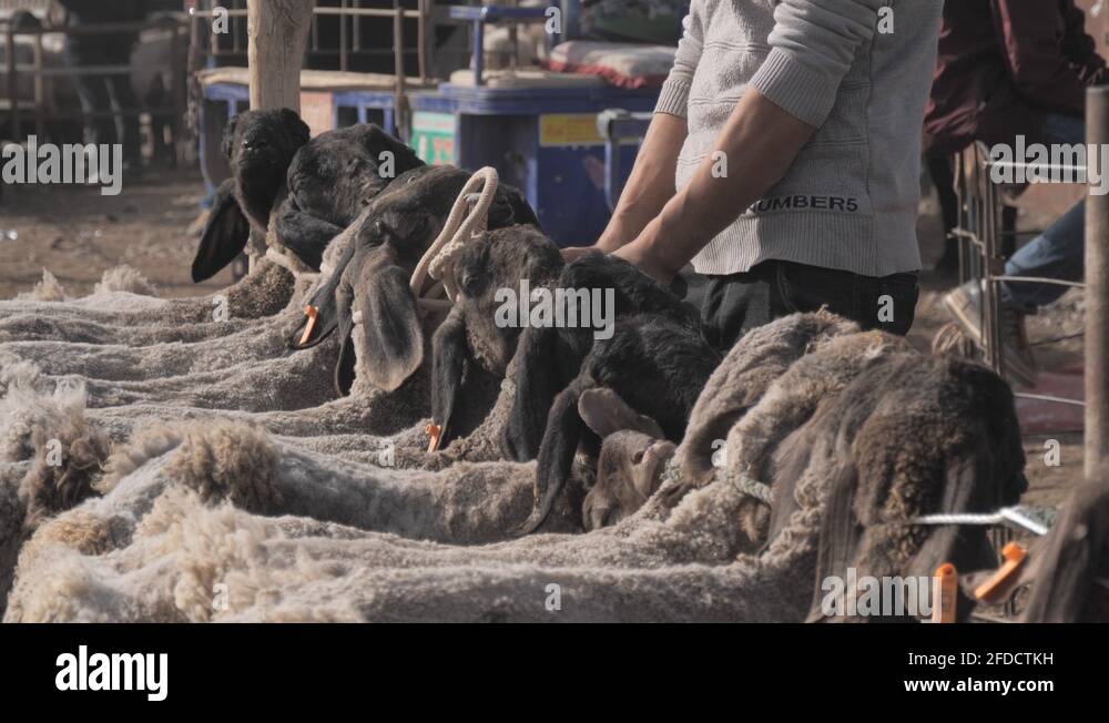 Sheep hair Stock Videos & Footage - HD and 4K Video Clips - Alamy