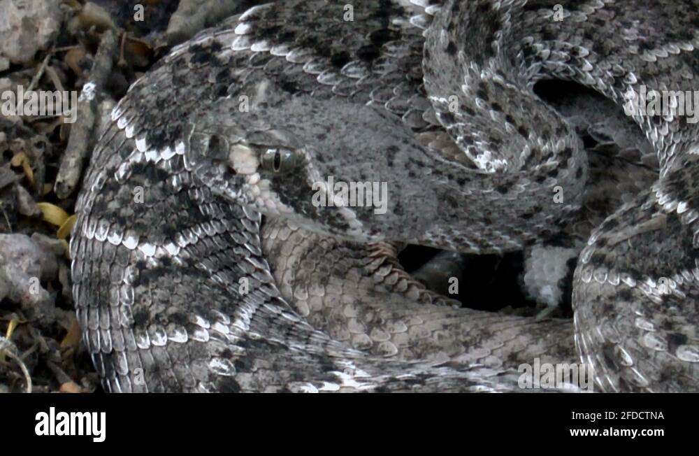 Western diamondback rattlesnake head Stock Videos & Footage - HD and 4K ...