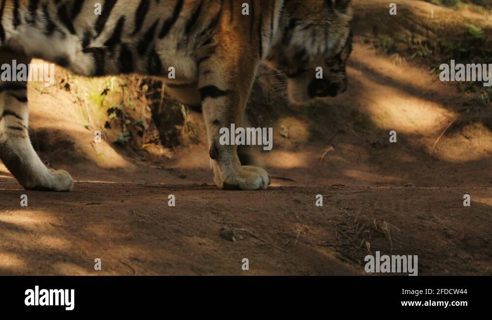 Tiger legs Stock Videos & Footage - HD and 4K Video Clips - Alamy