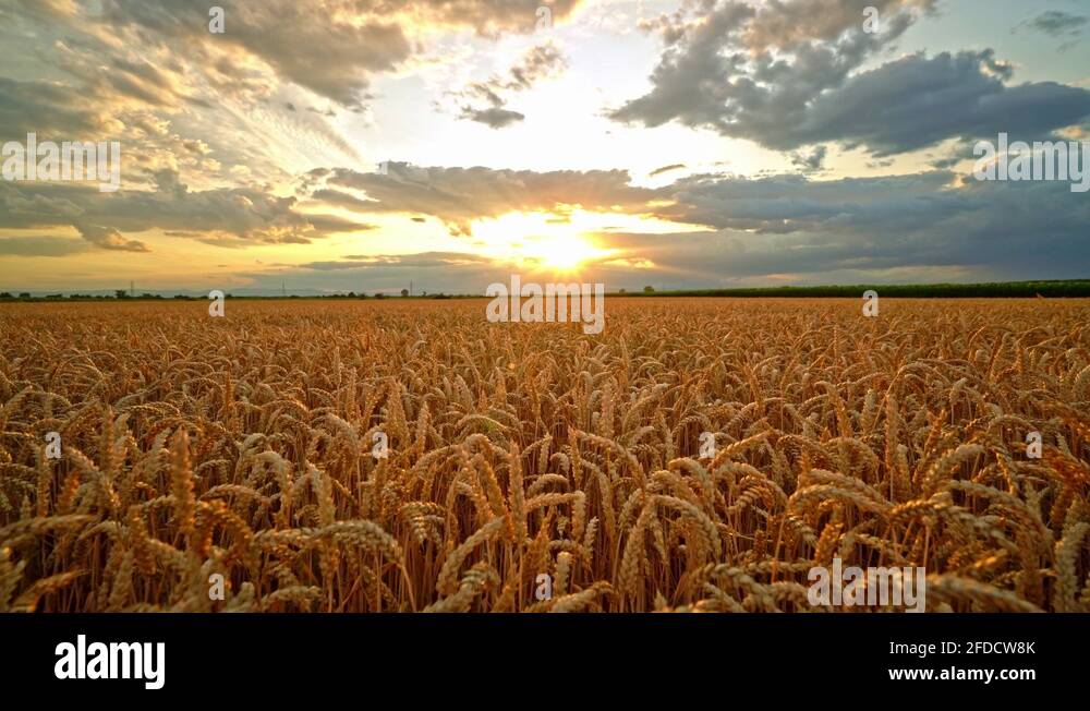 Golden field scenery Stock Videos & Footage - HD and 4K Video Clips - Alamy