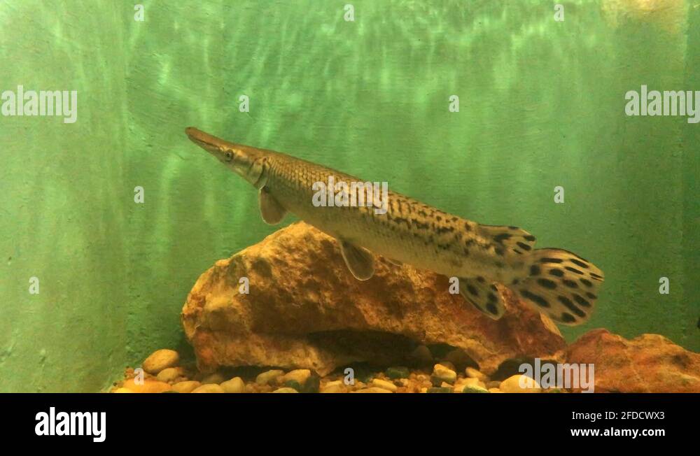 Alligator gar aquarium Stock Videos & Footage - HD and 4K Video Clips ...