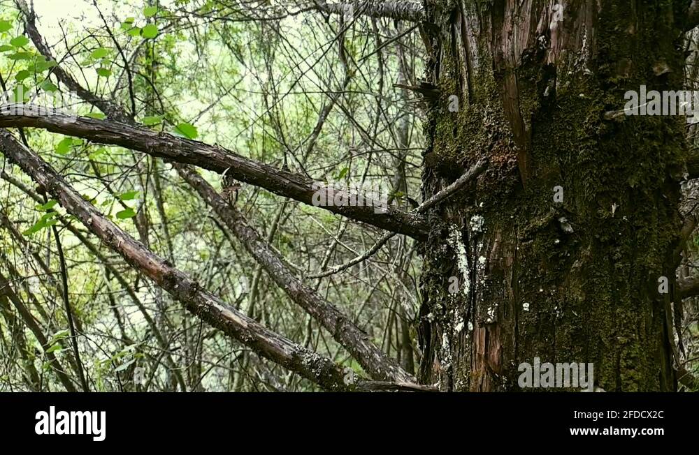 Haunted like tree Stock Videos & Footage - HD and 4K Video Clips - Alamy