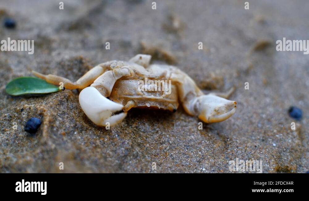 Carapace Stock Videos & Footage - HD and 4K Video Clips - Alamy