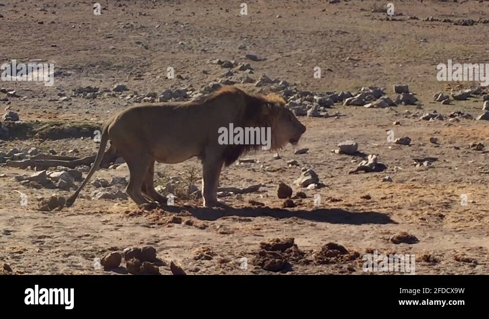 Large male African Lion vomits and then looks around, Madikwe desert ...