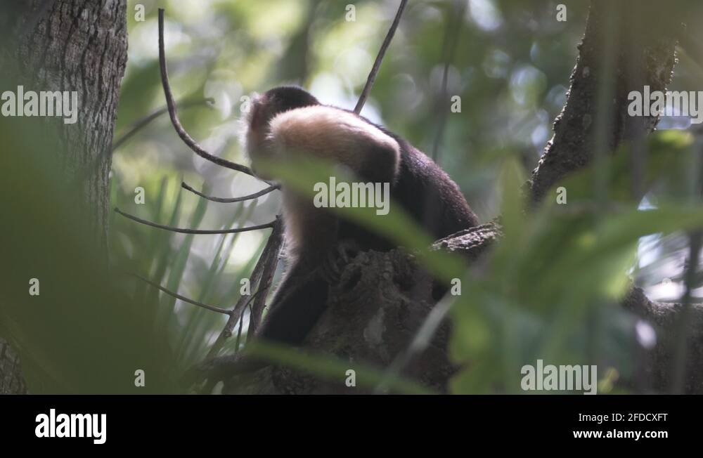 Capuchin white faced monkeys Stock Videos & Footage - HD and 4K Video ...