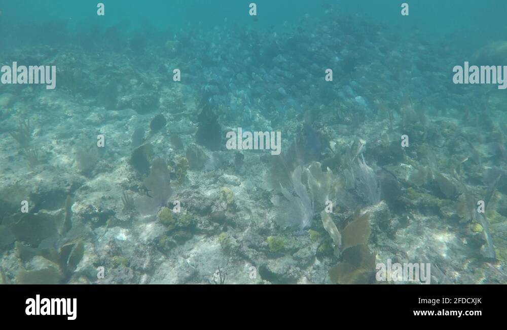 Underwater shot shoal silver fish Stock Videos & Footage - HD and 4K ...