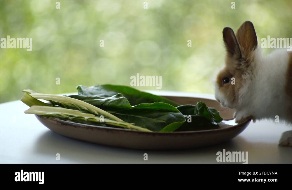 Bunny eats Stock Videos & Footage - HD and 4K Video Clips - Alamy