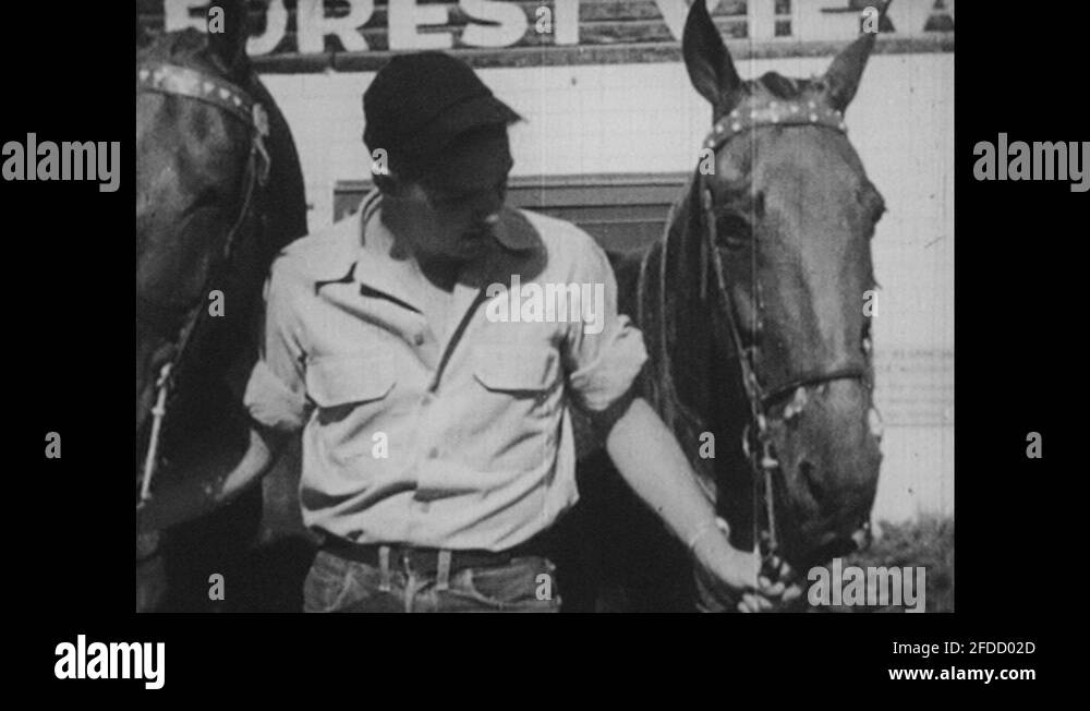 Horses in hand Stock Videos & Footage - HD and 4K Video Clips - Alamy
