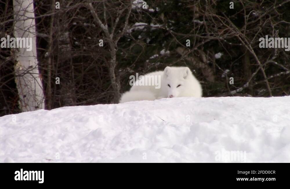 Arctic fox in winter Stock Videos & Footage - HD and 4K Video Clips - Alamy