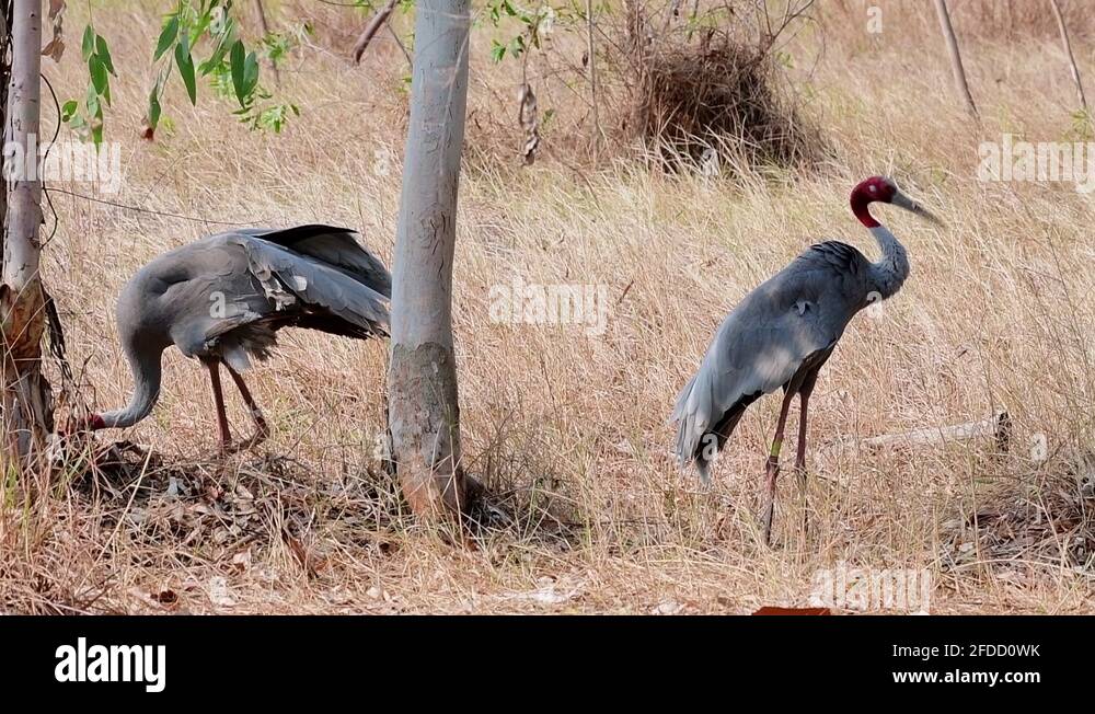 One legged crane Stock Videos & Footage - HD and 4K Video Clips - Alamy