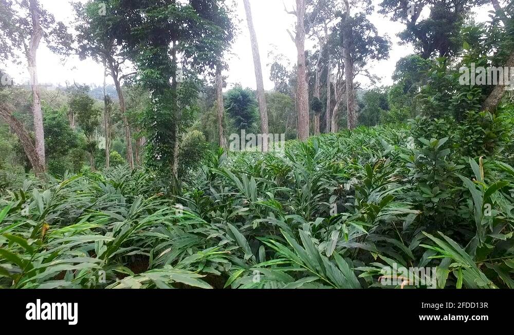 Rain forest trees growing Stock Videos & Footage - HD and 4K Video ...