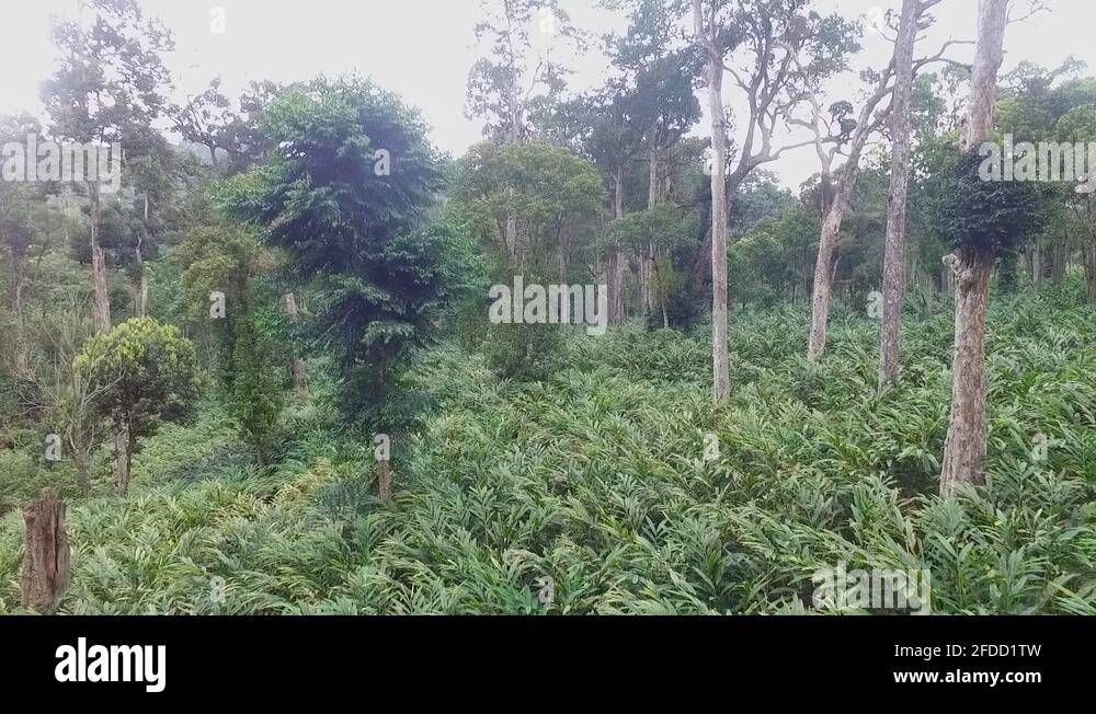 Green cardamom farming Stock Videos & Footage - HD and 4K Video Clips ...