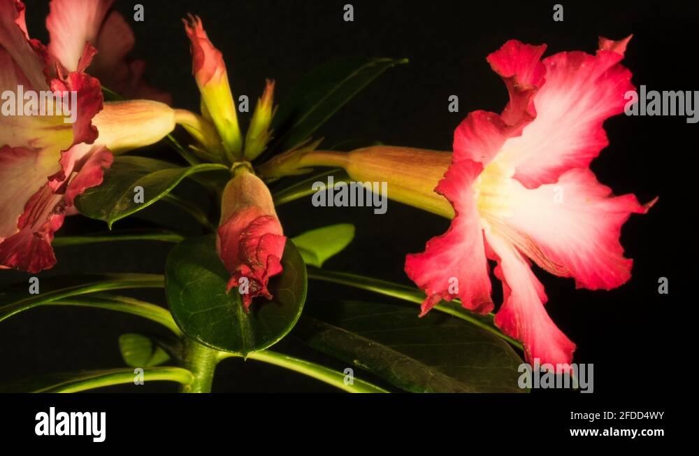 Pinky tree Stock Videos & Footage - HD and 4K Video Clips - Alamy