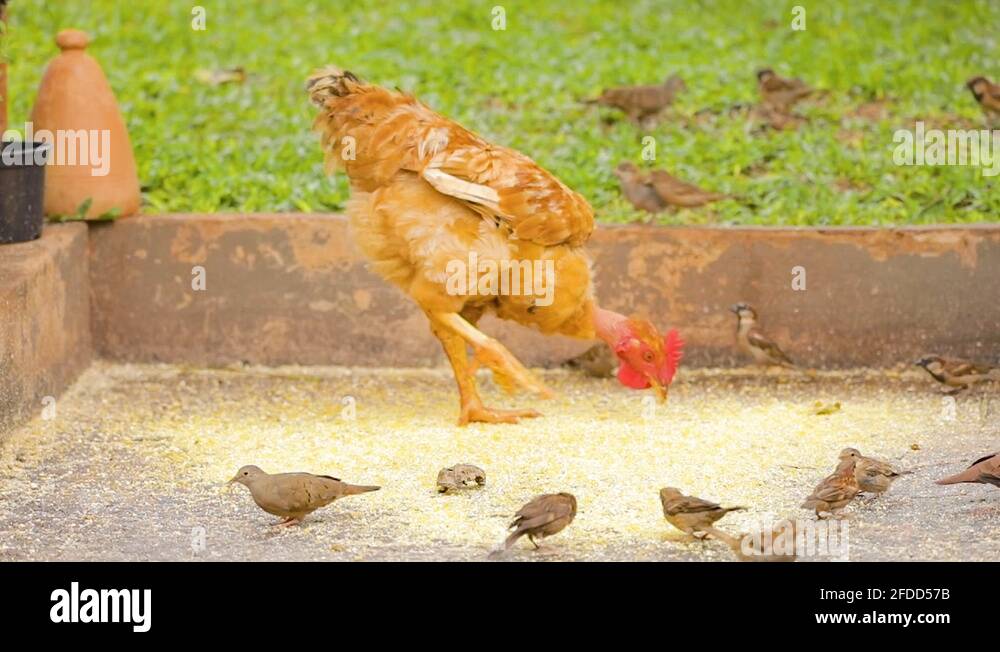 Chicken eating corn Stock Videos & Footage - HD and 4K Video Clips - Alamy