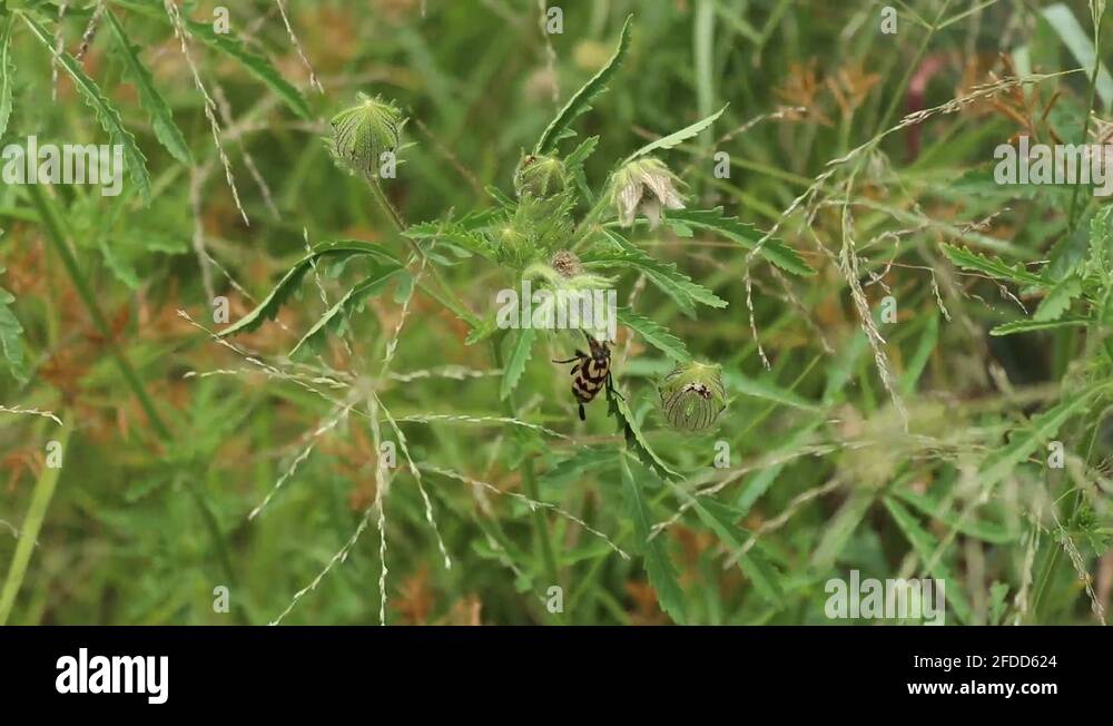 Hanging insects Stock Videos & Footage - HD and 4K Video Clips - Alamy