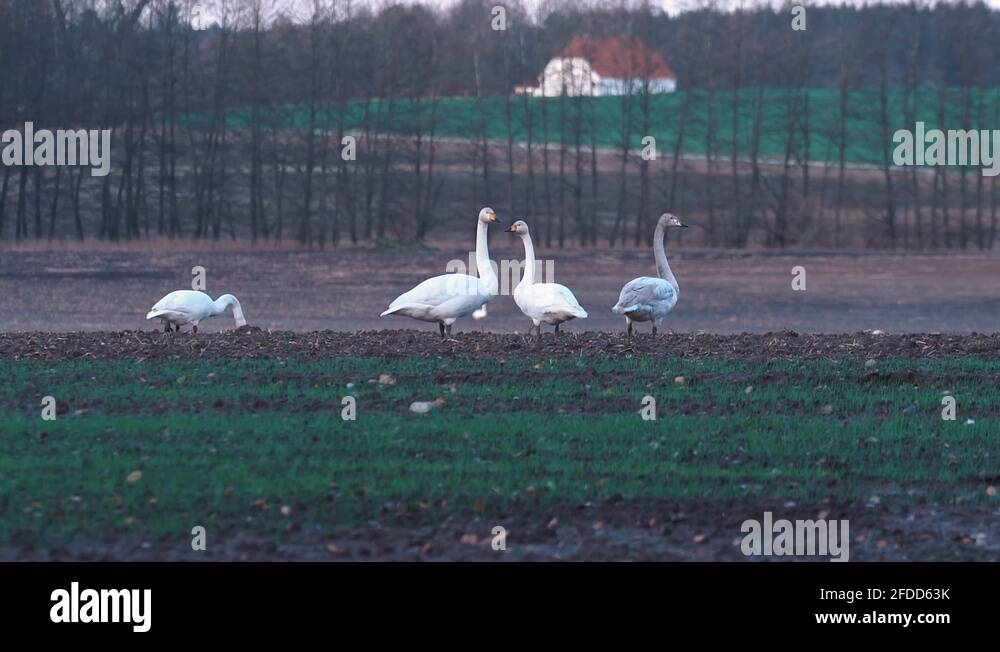 Swan group Stock Videos & Footage - HD and 4K Video Clips - Alamy
