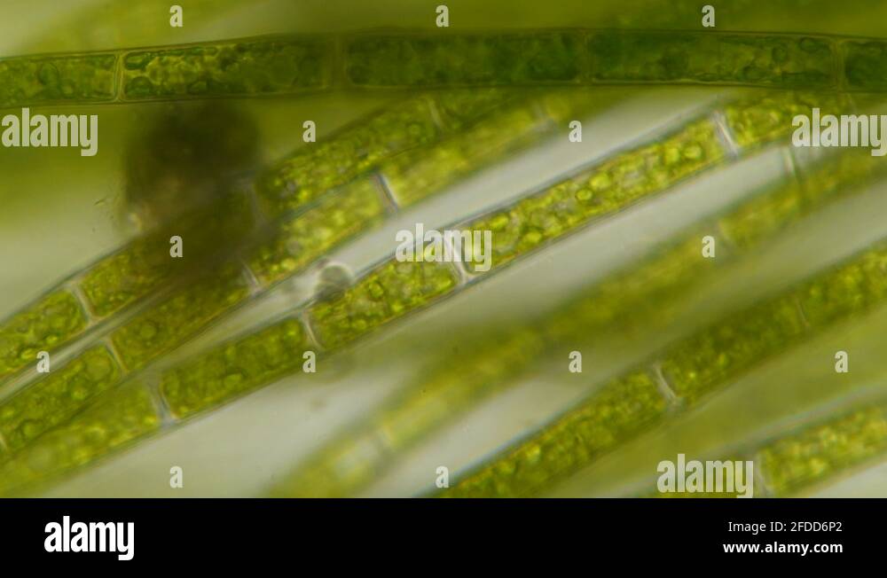 Chloroplast under a microscope. Cell division. Cell structure. Cell ...