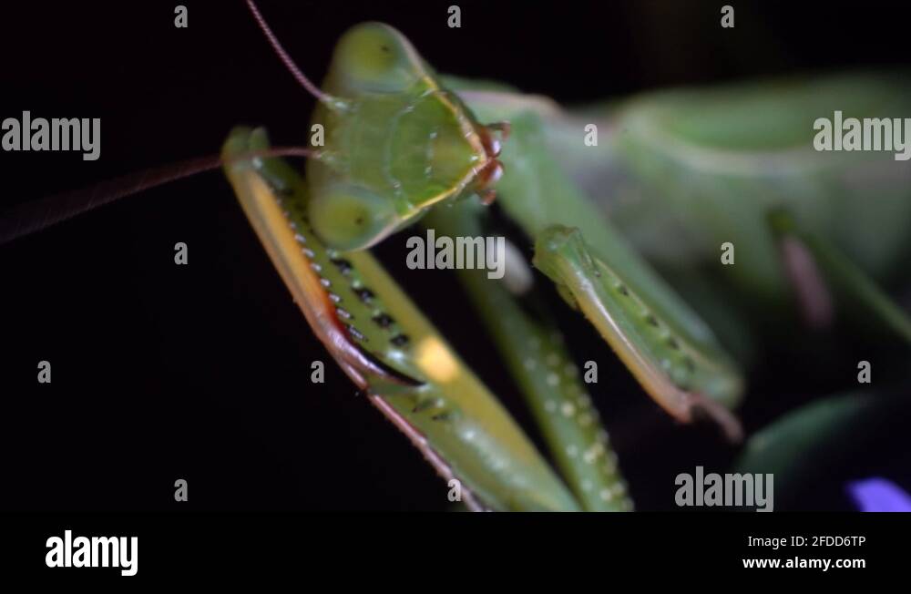 Extreme macro praying mantis cleaning her raptorial leg tibial spine ...