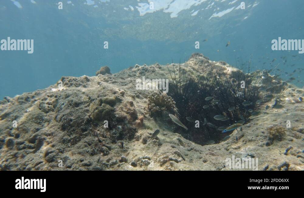 Coral group Stock Videos & Footage - HD and 4K Video Clips - Alamy