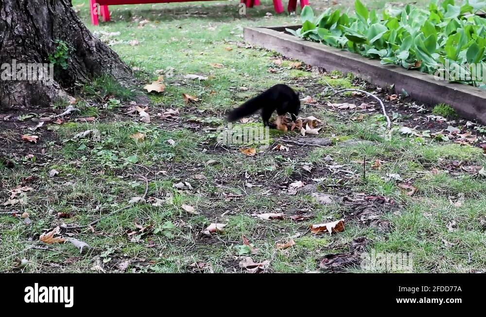 Squirreleatingpeanut Stock Videos & Footage - HD and 4K Video Clips - Alamy