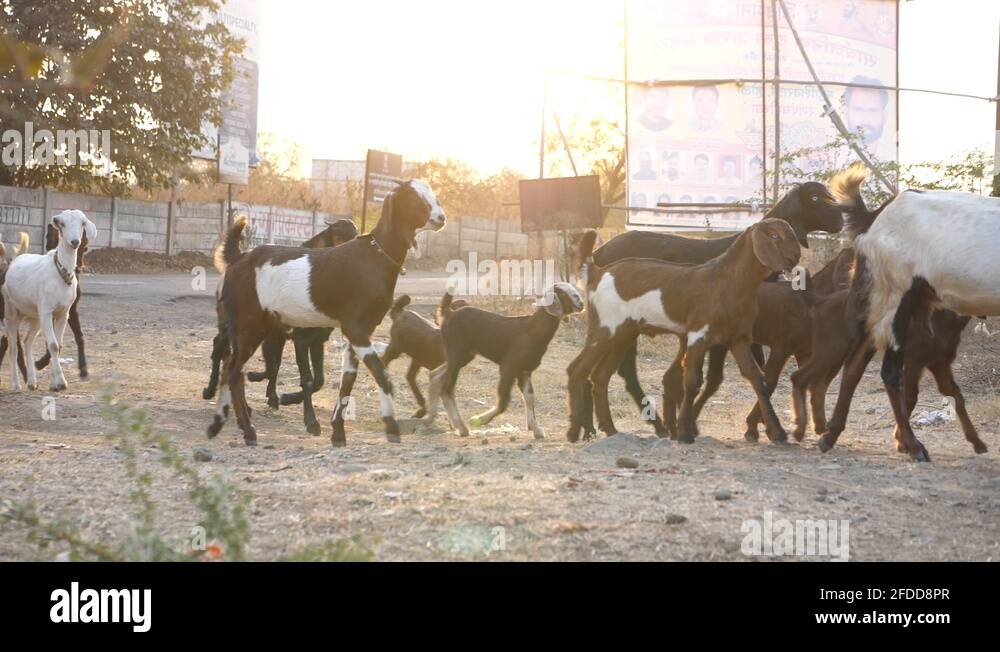 Goats in india Stock Videos & Footage - HD and 4K Video Clips - Alamy