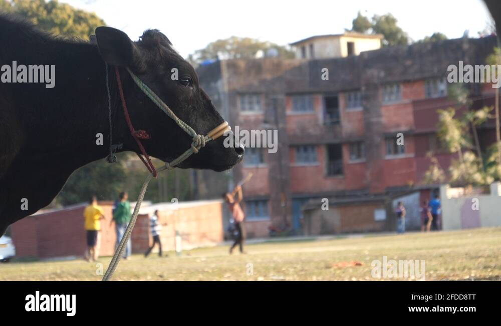 Cricket stands Stock Videos & Footage - HD and 4K Video Clips - Alamy