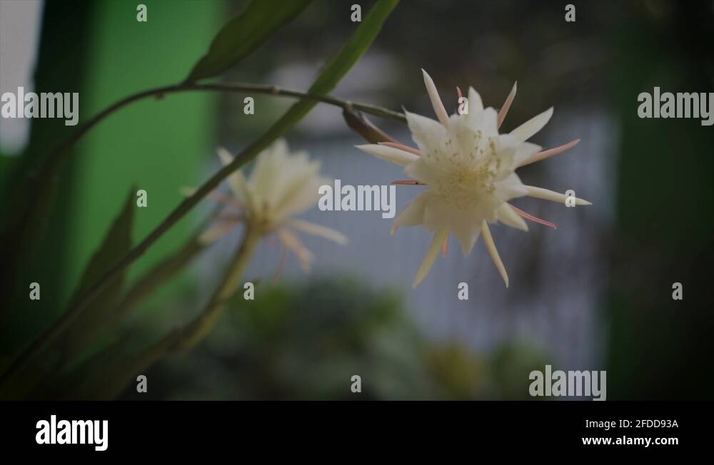 Beautiful fishbone cactus (Epiphyllum anguliger) (wijaya kusuma) bloom ...