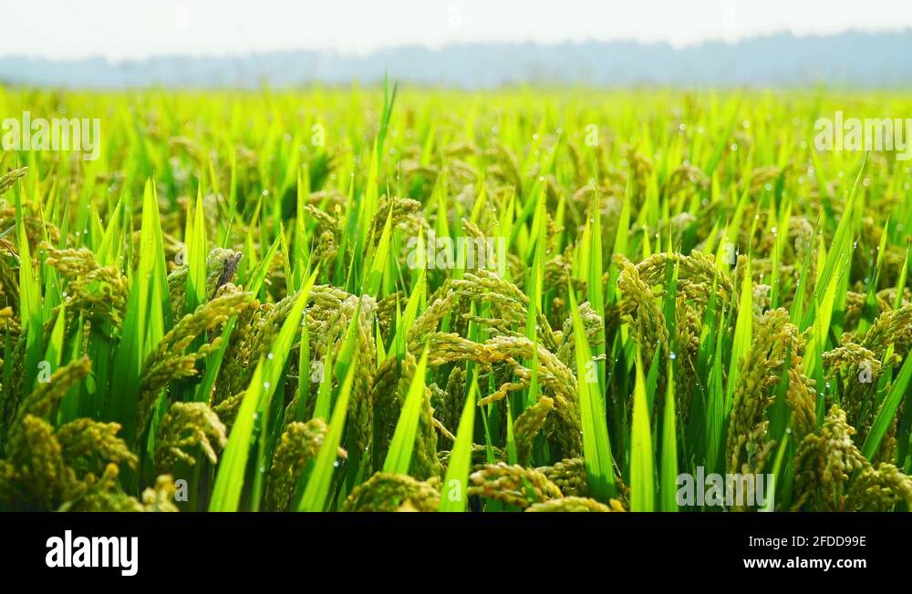 Golden rice field Stock Videos & Footage - HD and 4K Video Clips - Alamy