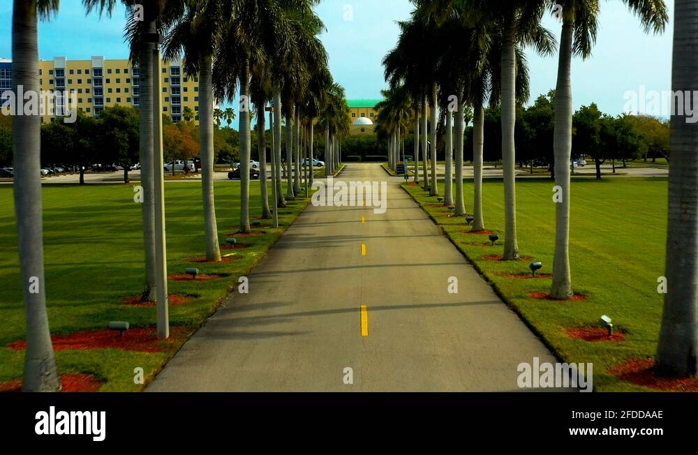 Palm trees along road Stock Videos & Footage - HD and 4K Video Clips ...