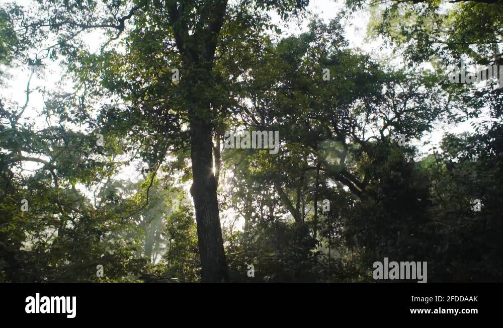 African landscape big tree in Stock Videos & Footage - HD and 4K Video ...