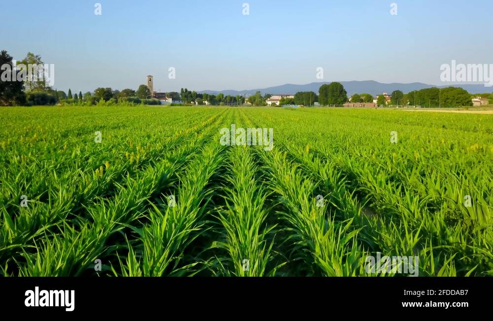Crops of sorghum Stock Videos & Footage - HD and 4K Video Clips - Alamy