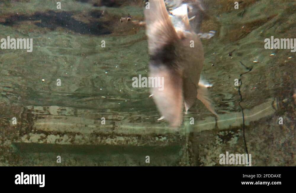A Piracanjuba (Brycon sp) swimming inside an aquarium at fish market ...