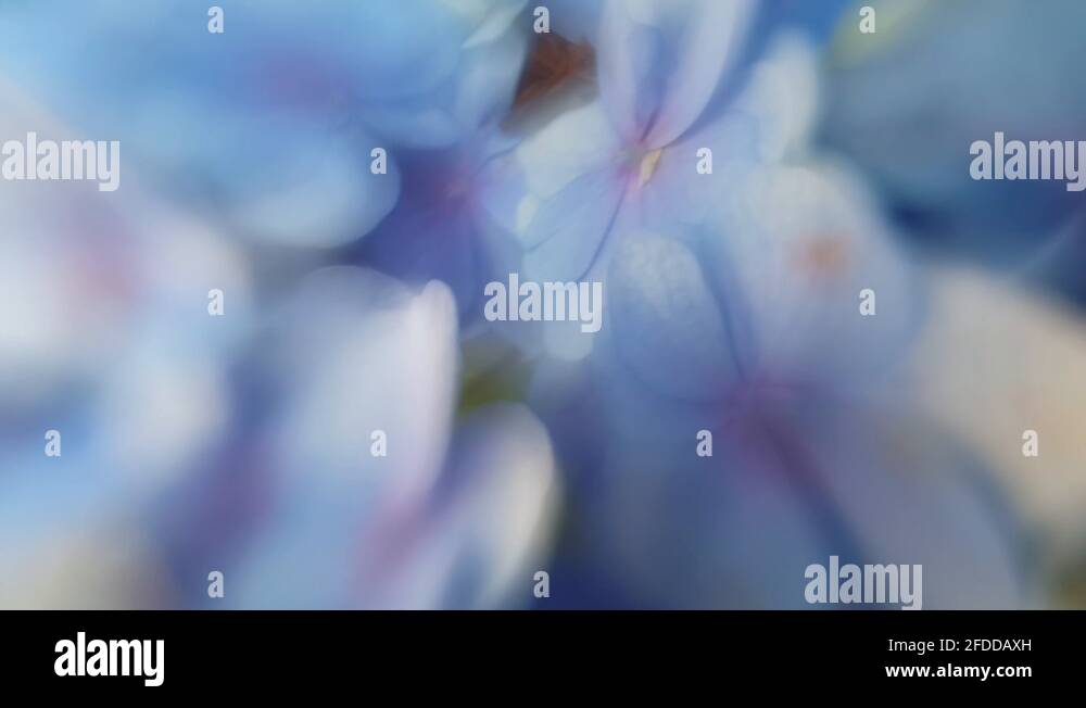 Soft colored pastel faded blue flowers background with flowing and ...