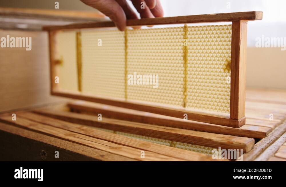 Man made hives Stock Videos & Footage - HD and 4K Video Clips - Alamy