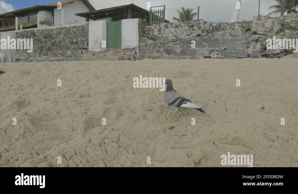 Beach pigeon Stock Videos & Footage - HD and 4K Video Clips - Alamy