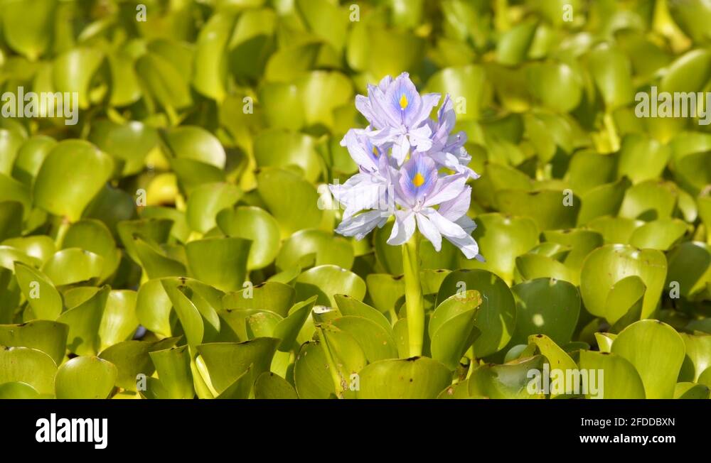 Single hyacinth Stock Videos & Footage - HD and 4K Video Clips - Alamy