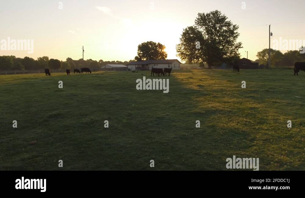 Sunrise farm cattle Stock Videos & Footage - HD and 4K Video Clips - Alamy
