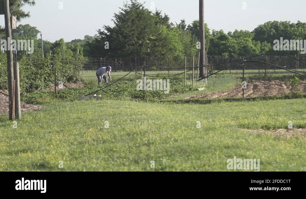 A small farm crop Stock Videos & Footage - HD and 4K Video Clips - Alamy