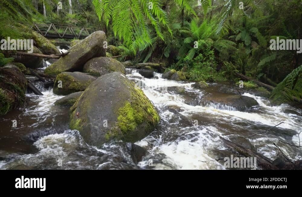 Toorongo river in the rainforests of Victoria, Australia in summer ...
