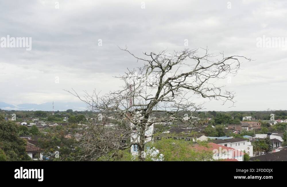 Dry and old tree in the town of San Martín / Colombia, church in the ...
