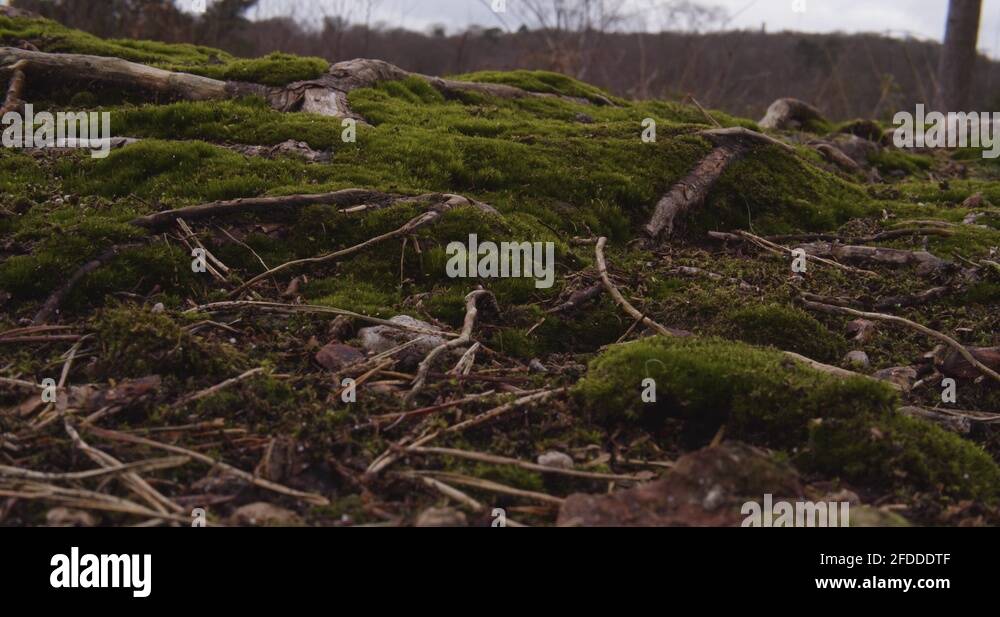 Tree roots growing above ground Stock Videos & Footage - HD and 4K ...