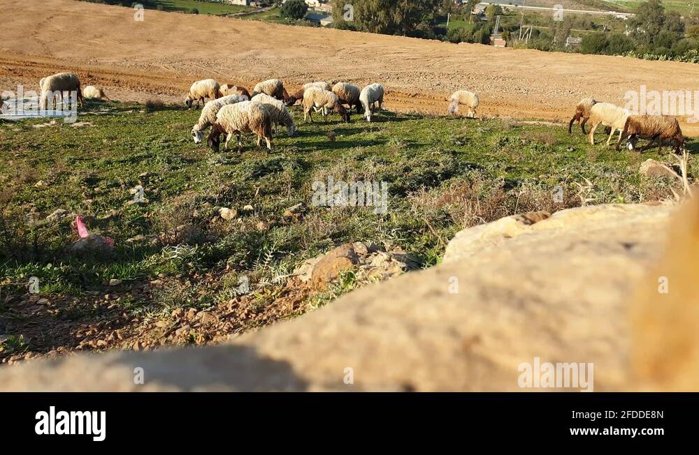 Free sheep Stock Videos & Footage - HD and 4K Video Clips - Alamy