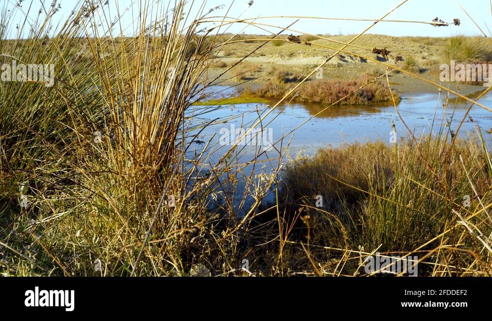 Reeds around the lake edge Stock Videos & Footage - HD and 4K Video ...
