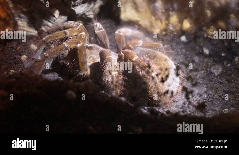 Goliath birdeater Tarantula, Theraphosa blondi. Largest spider in the ...