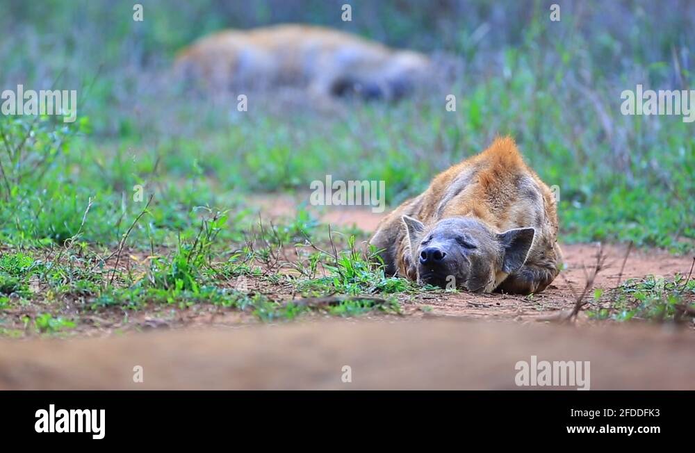 Spotted laughing hyena Stock Videos & Footage - HD and 4K Video Clips ...
